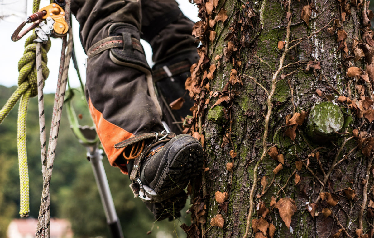 American Forestry
